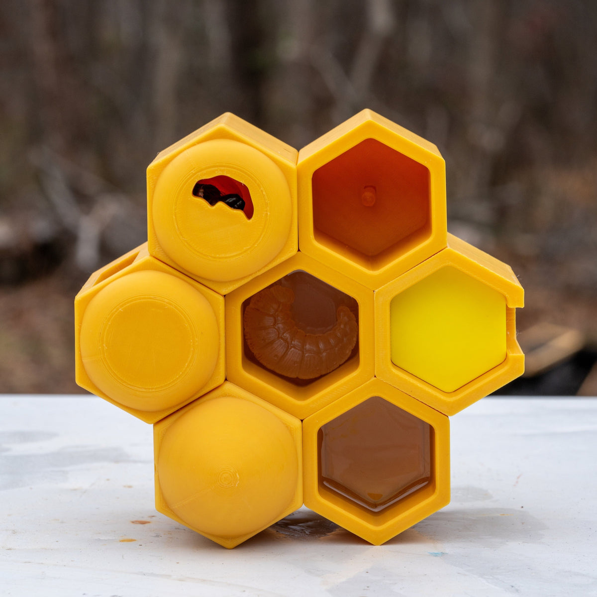 Life in the Hive: A hands-on Honey Bee learning kit for beekeepers ...